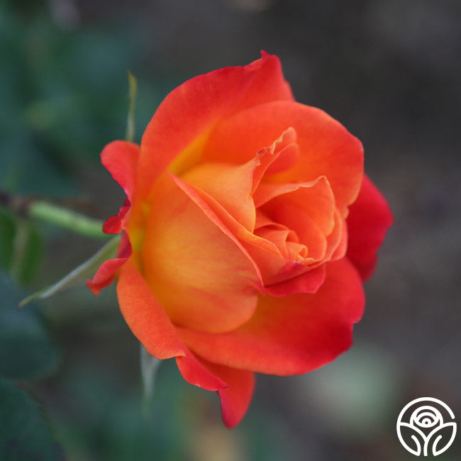 Joseph's Coat Rose - Climbing Roses - Lightly Fragrant – Heirloom Roses