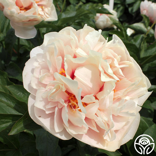 Joyful Romantic | Peonies For Fall Planting – Heirloom Roses