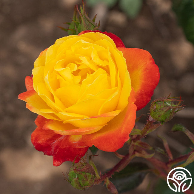 Judy Garland Floribunda Rose | Colorful Rose Plant – Heirloom Roses