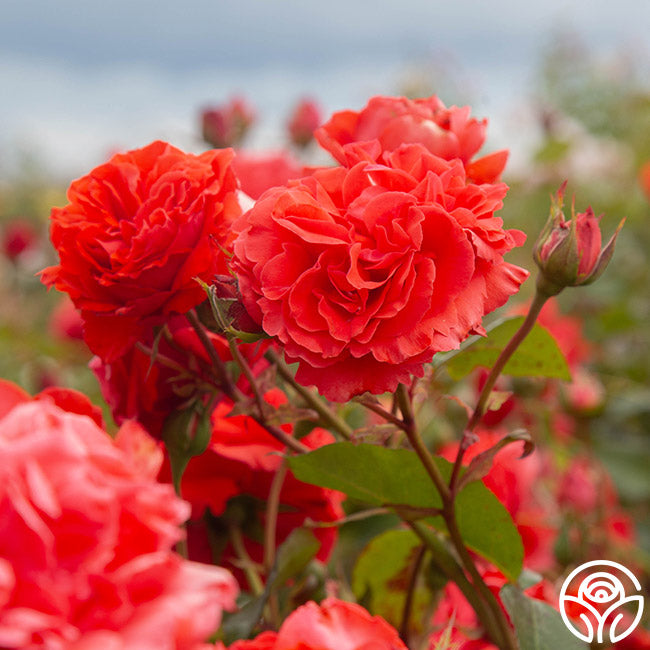 Kanegem Floribunda Rose | Colorful Rose Plant – Heirloom Roses