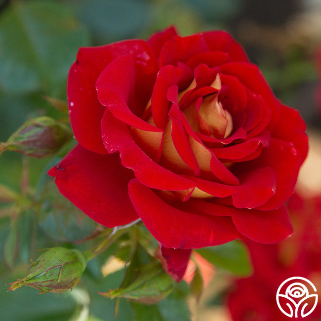 Ketchup & Mustard Floribunda Rose | Colorful Rose Bush – Heirloom