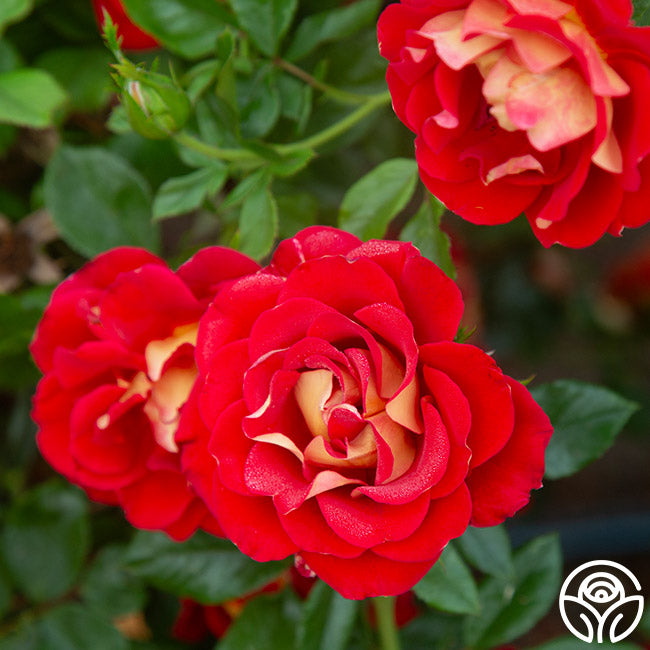 Ketchup & Mustard Floribunda Rose | Colorful Rose Bush – Heirloom