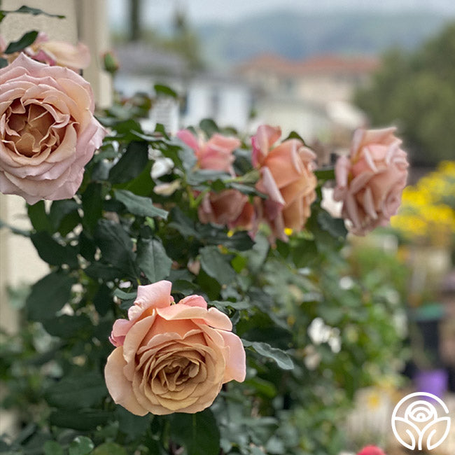 Koko Loko Rose - Floribunda - Moderately Fragrant – Heirloom Roses