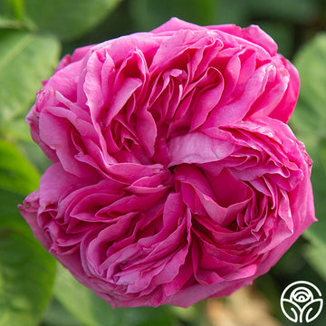 Brandy Rose - Hybrid Tea - Lightly Fragrant – Heirloom Roses