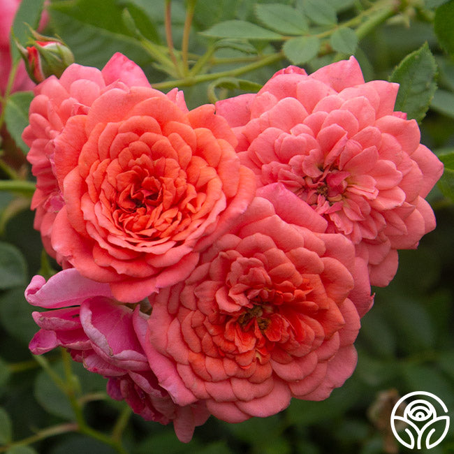 Lady Penelope Climbing Rose | Pink Rose Plant – Heirloom Roses
