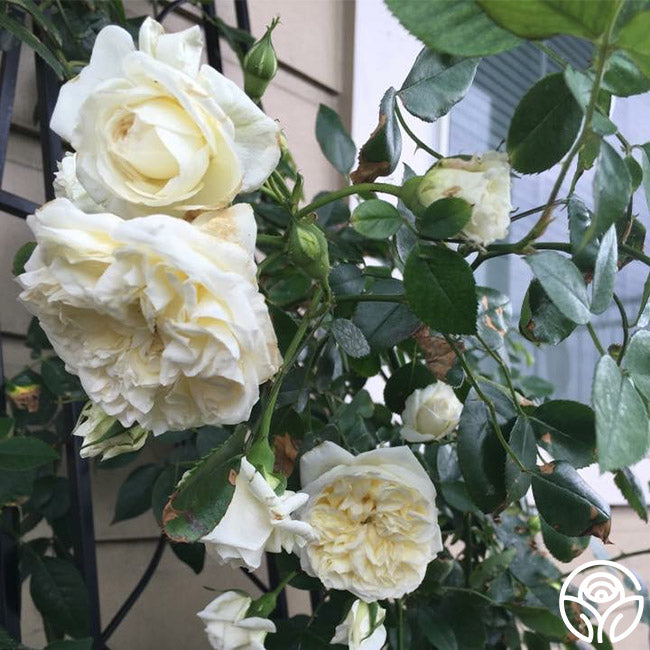 Lamarque | White Noisettes Rose Bush – Heirloom Roses