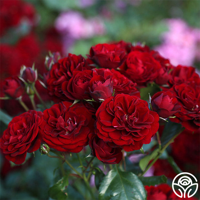 Lava Flow | Red Floribunda Rose Bush – Heirloom Roses