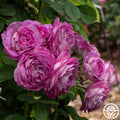 CL Lavender Crush™ – Heirloom Roses