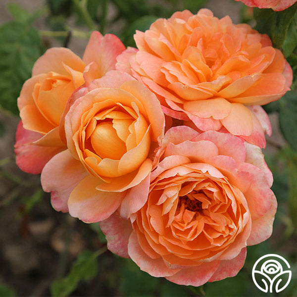 Lawrence Of Arabia Floribunda Rose | Fragrant Rose Bush – Heirloom Roses