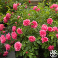 Leonardo Da Vinci Rose - Shrub - Lightly Fragrant – Heirloom Roses