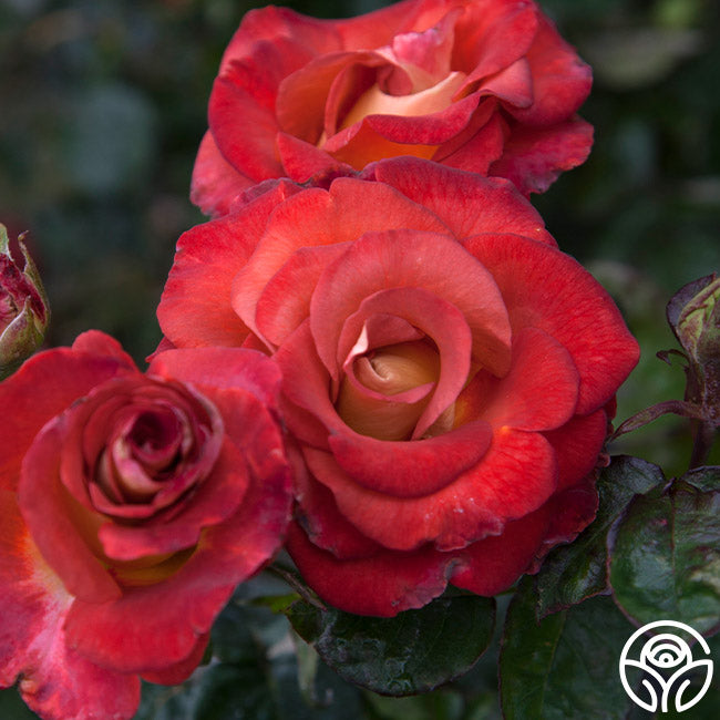 Leonidas – Heirloom Roses