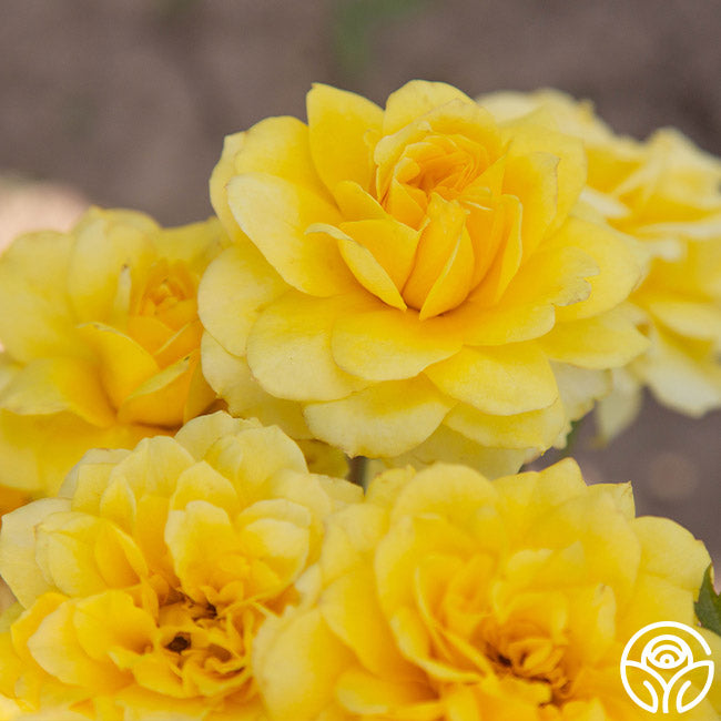Limelight | Yellow Hybrid Tea Rose Bush – Heirloom Roses