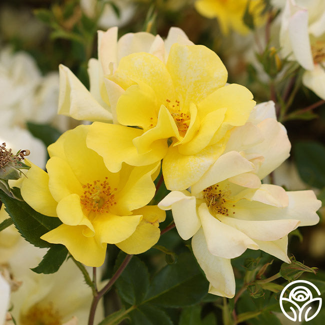 Limoncello Shrub Rose | Yellow Rose Bush – Heirloom Roses