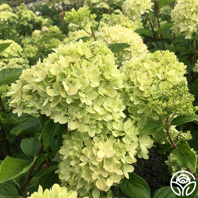 Little Lime – Heirloom Roses