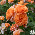 Louise Clements Rose - Shrub - Very Fragrant – Heirloom Roses