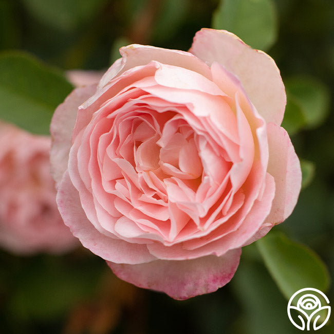 Lover's Blush Rose - Shrub - Very Fragrant – Heirloom Roses