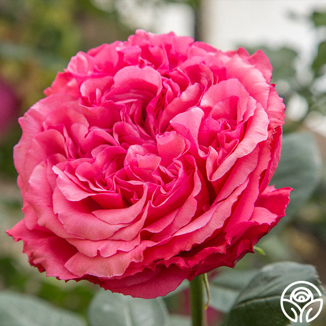 Loves Me, Loves Me Not™ | Pink Hybrid Tea Rose Bush – Heirloom Roses