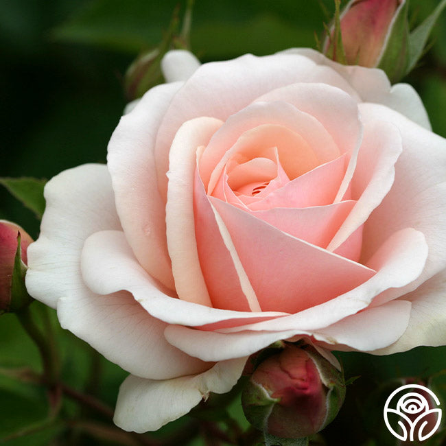 Majestic Shrub Rose | Pink Rose Bush – Heirloom Roses