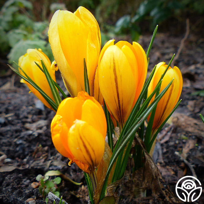 Yellow Mammoth – Heirloom Roses