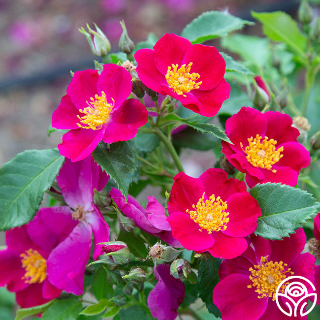 Manhattan Blue | Purple Floribunda Rose Bush – Heirloom Roses