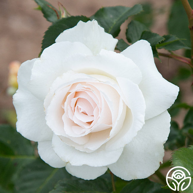 Margaret Merrill White Floribunda Rose | Fragrant Rose Plant – Heirloom ...