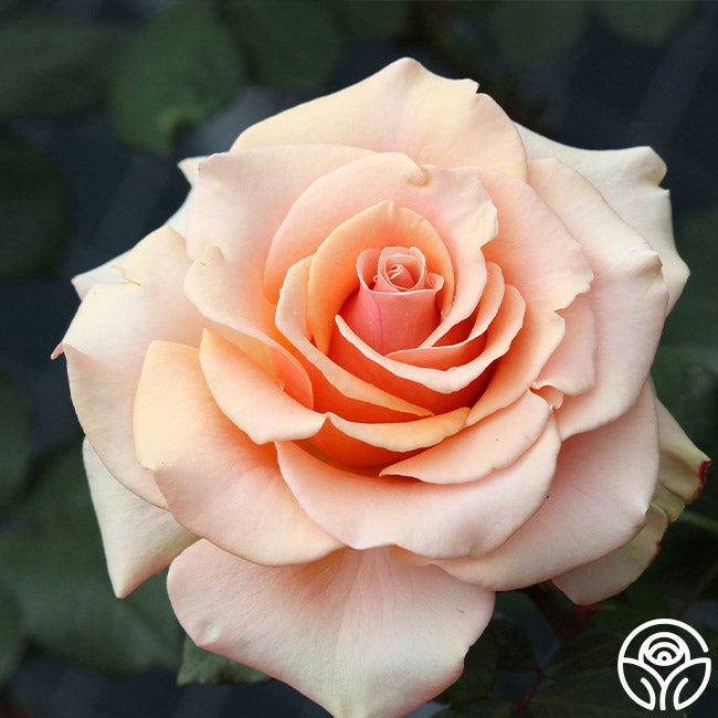 Marilyn Monroe Hybrid Tea Rose | Apricot Rose Plant – Heirloom