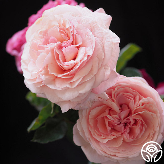 Martha Stewart Hybrid Tea Rose | Heirloom