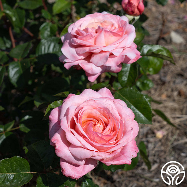 Martha Stewart Hybrid Tea Rose | Heirloom