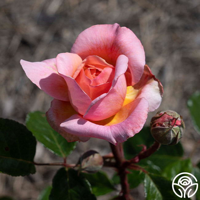 Martha Stewart Hybrid Tea Rose | Heirloom