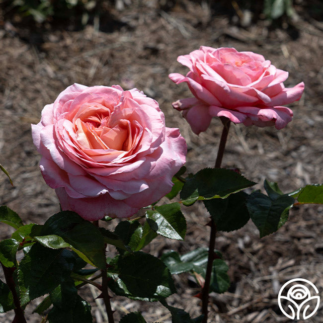 Martha Stewart Hybrid Tea Rose | Heirloom
