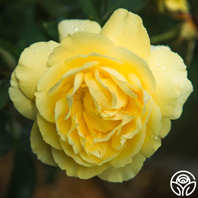 Mellow Yellow Hybrid Tea Rose | Yellow Rose Plant – Heirloom Roses