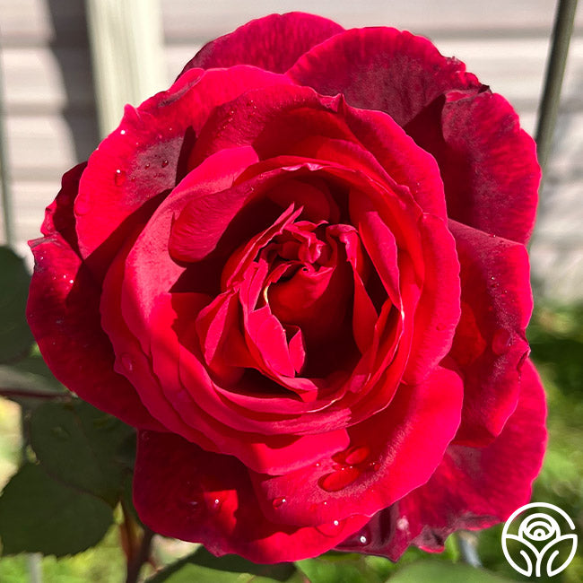 Mister Lincoln Hybrid Tea Rose | Fragrant Rose Bush – Heirloom