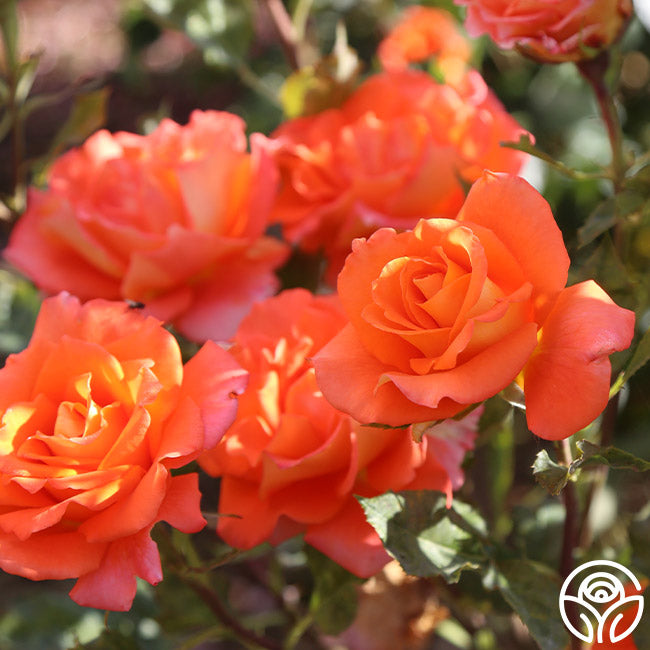 Monica Rose - Hybrid Tea - Lightly Fragrant – Heirloom Roses