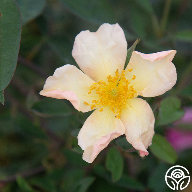 Mutabilis China Rose | Colorful Rose Bush – Heirloom Roses