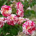 Neil Diamond Rose - Hybrid Tea - Exceptionally Fragrant – Heirloom Roses