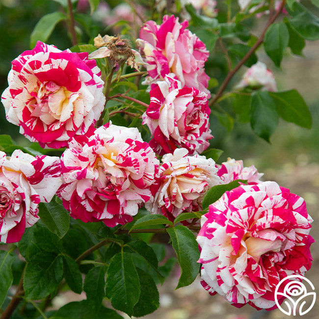 Neil Diamond Hybrid Tea Rose | Fragrant Rose Bush – Heirloom
