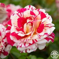 Neil Diamond Rose - Hybrid Tea - Exceptionally Fragrant – Heirloom Roses