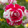 Neil Diamond Rose - Hybrid Tea - Exceptionally Fragrant – Heirloom Roses