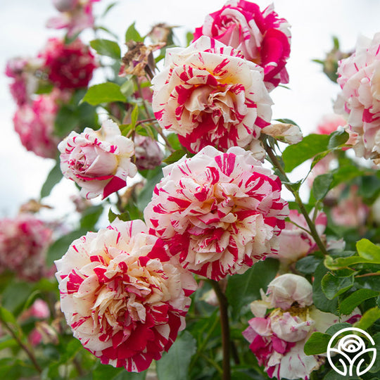 Neil Diamond Rose - Hybrid Tea - Exceptionally Fragrant – Heirloom Roses