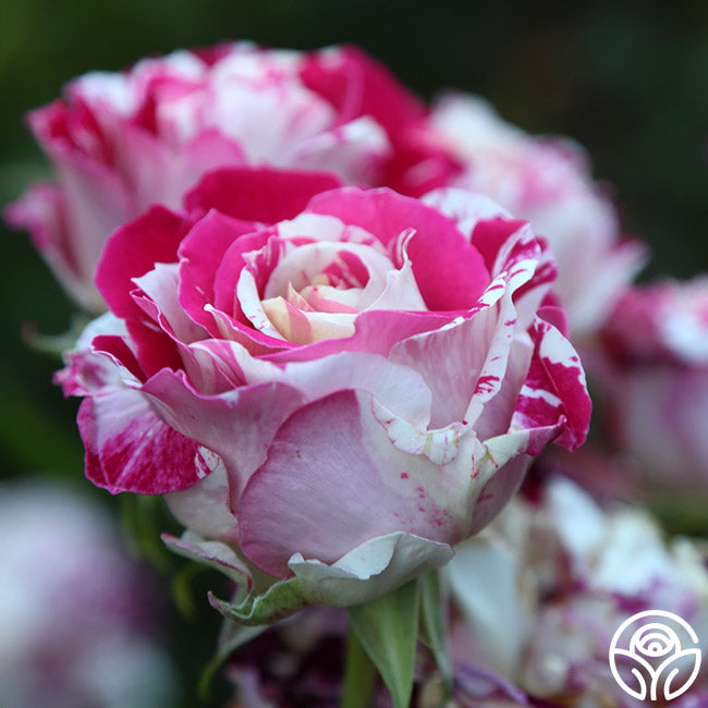 Neil Diamond Rose - Hybrid Tea - Exceptionally Fragrant – Heirloom Roses