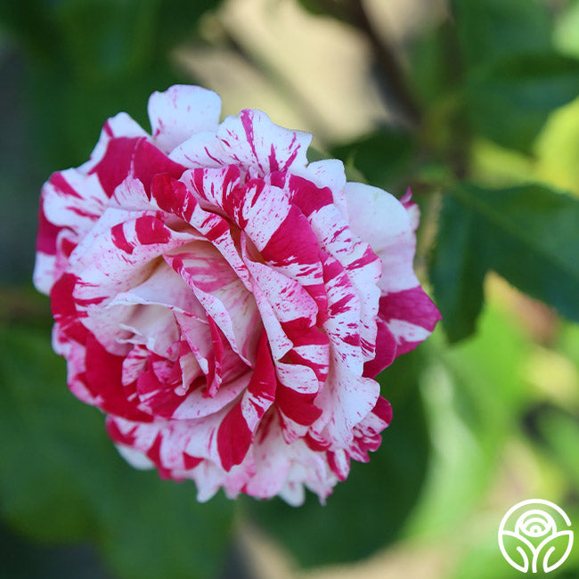 Neil Diamond Rose - Hybrid Tea - Exceptionally Fragrant – Heirloom Roses