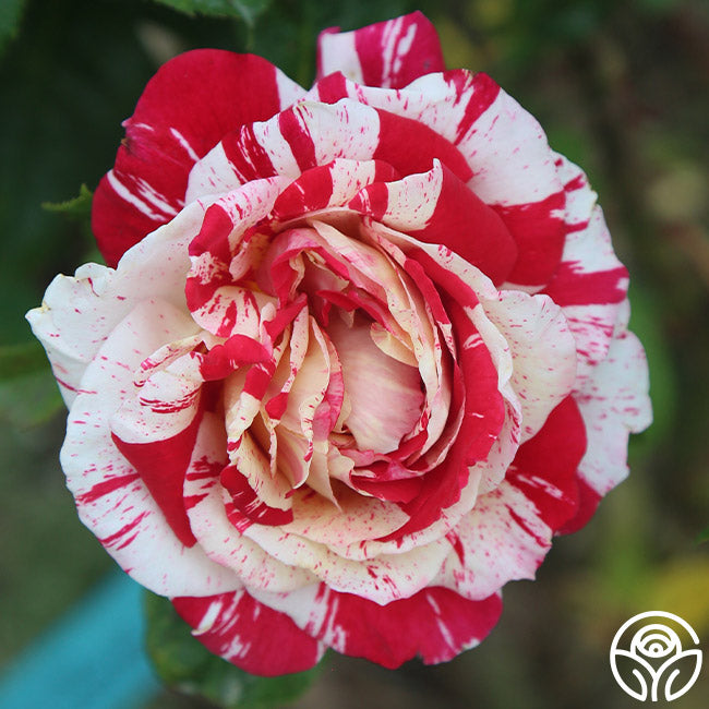Neil Diamond Rose - Hybrid Tea - Exceptionally Fragrant – Heirloom Roses
