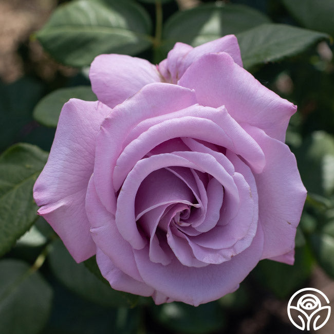 Neptune Hybrid Tea Rose | Purple Rose Plant – Heirloom