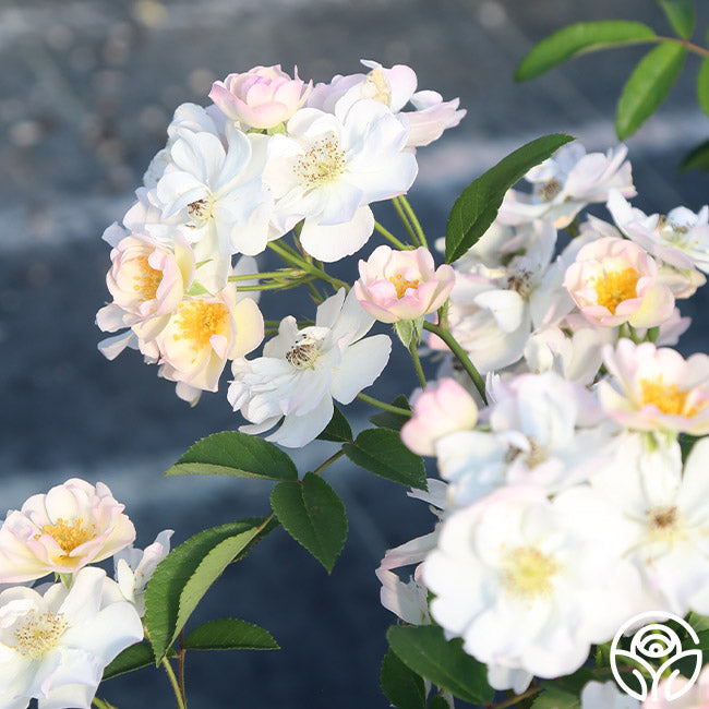 Never Forget Rose® – Heirloom Roses