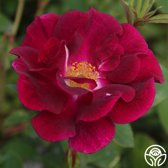 Night Owl Climbing Rose | Purple Rose Bush – Heirloom Roses