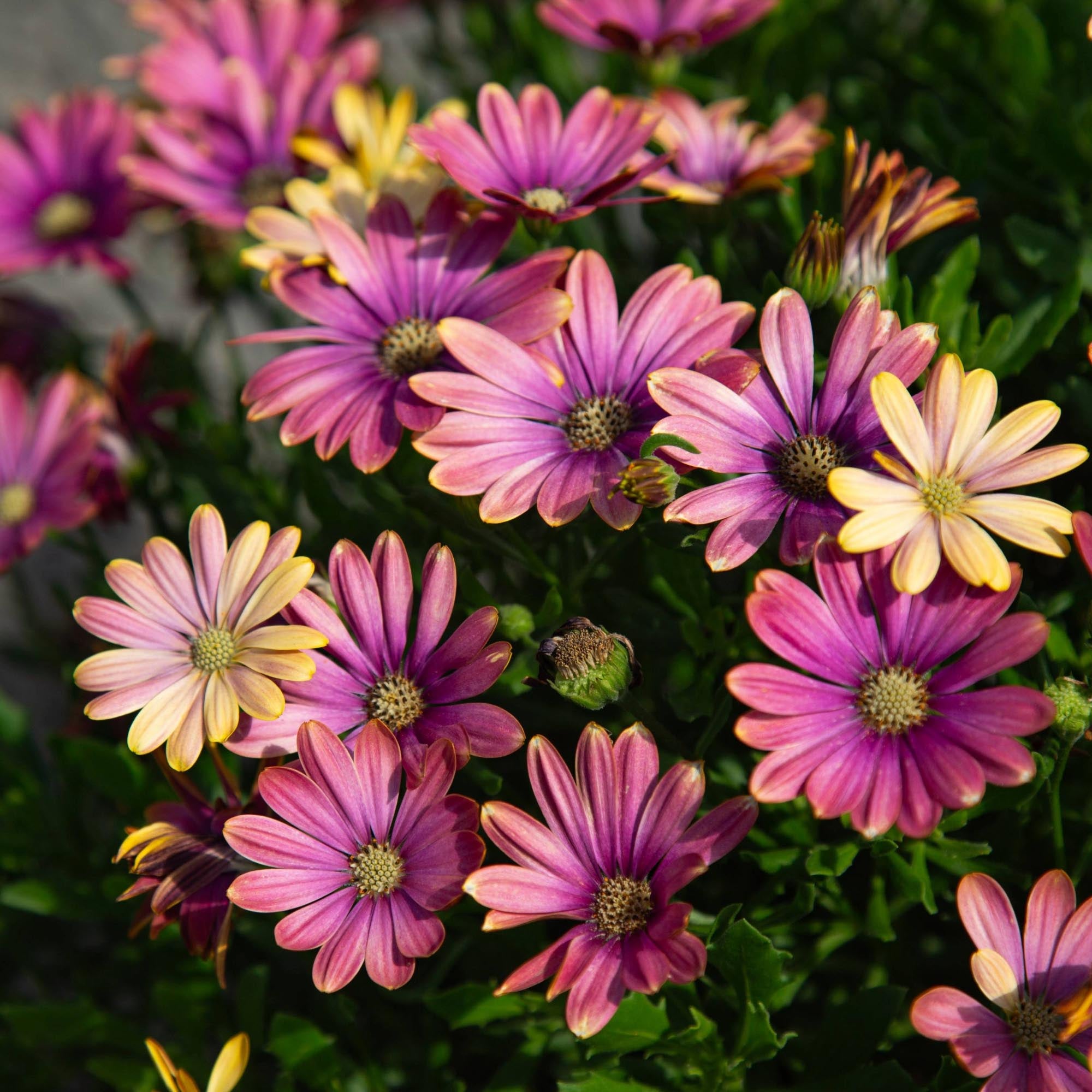Zion™ Pink Sun – Heirloom