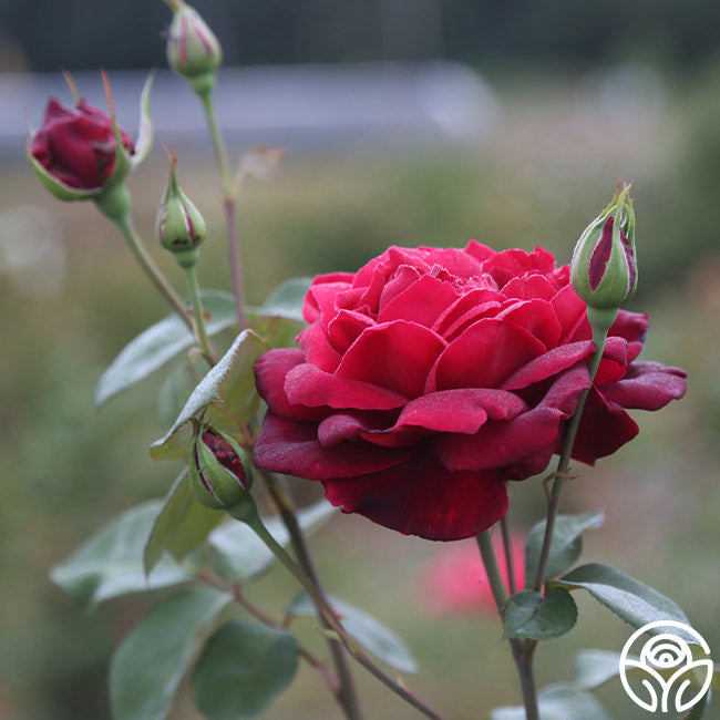 Oklahoma Hybrid Tea Rose | Fragrant Rose Bush – Heirloom