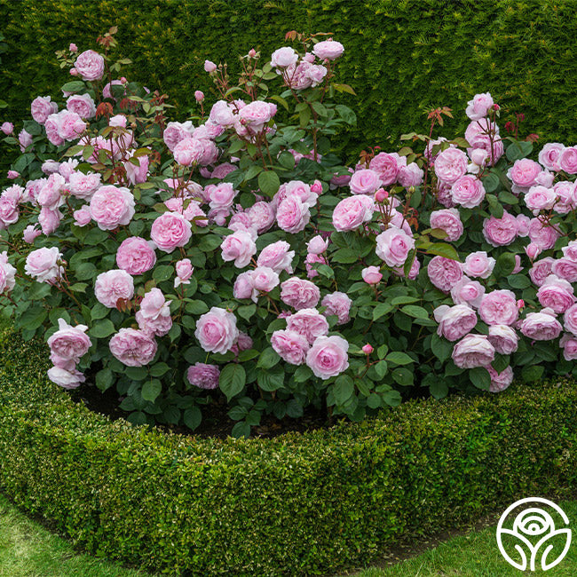 Olivia Rose Austin – Heirloom Roses