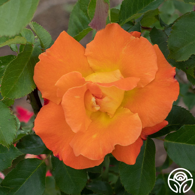 Orange Waves Rose - Shrub - Lightly Fragrant – Heirloom Roses