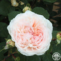 Bliss Rose - Floribunda - Lightly Fragrant – Heirloom Roses